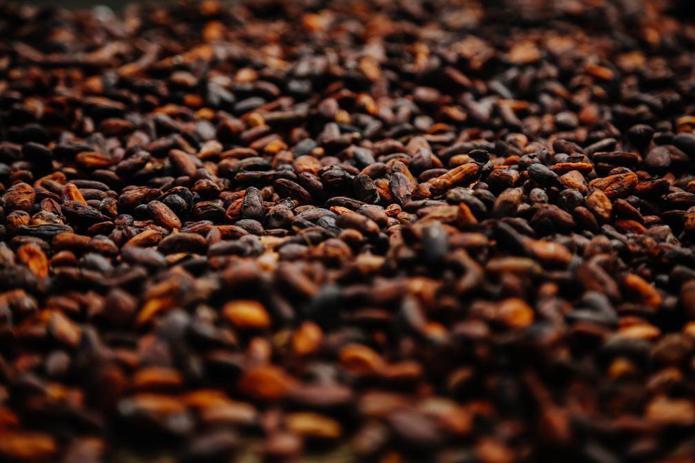 Musica Medicina & Cacao | 2026 Events & Accommodation
